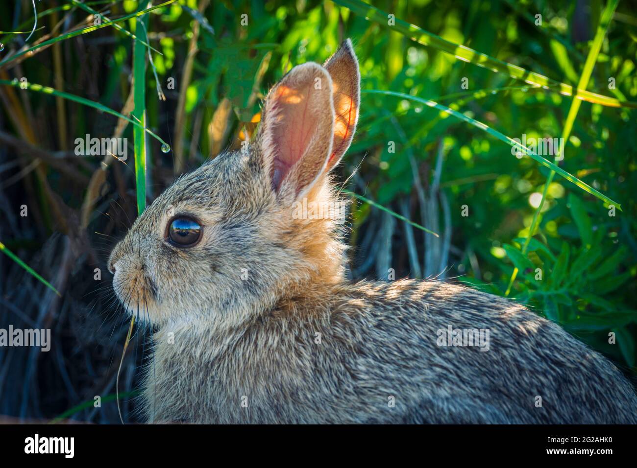 Colorado wildlife hi-res stock photography and images - Alamy
