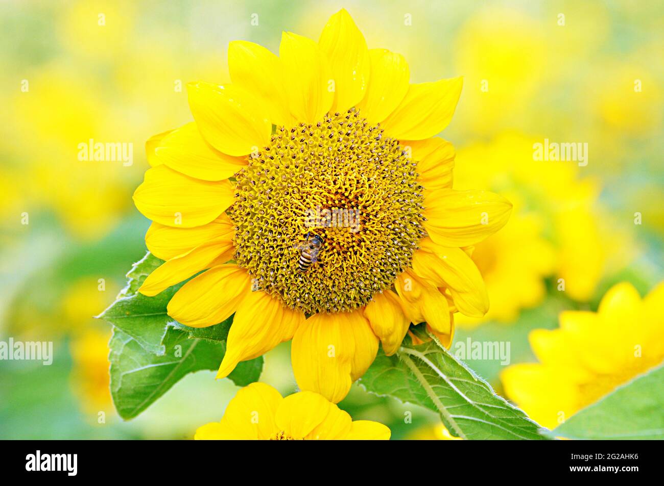 Perfect round sun hi-res stock photography and images - Alamy