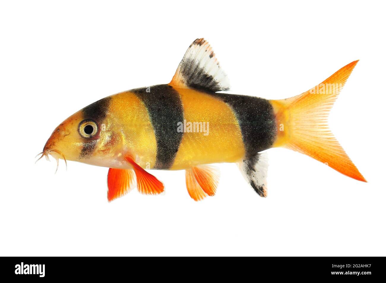 Clown loach tiger botia catfish Botia macracanthus aquarium fish Stock ...