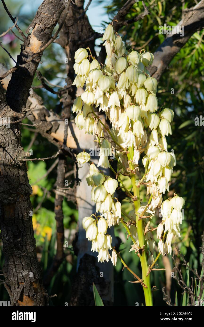 Flowering Yucca plants Stock Photo - Alamy