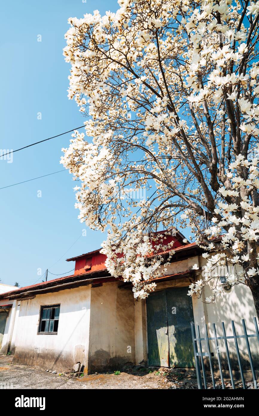Pangyo old town at spring in Seocheon, Korea Stock Photo - Alamy