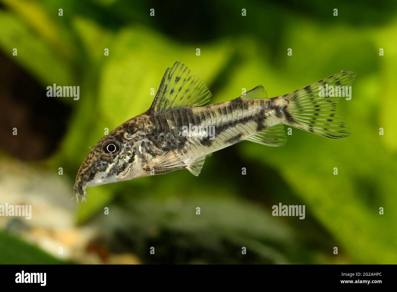 Catfish banded corydoras or bearded catfish Aquarium Fish Corydoras ...
