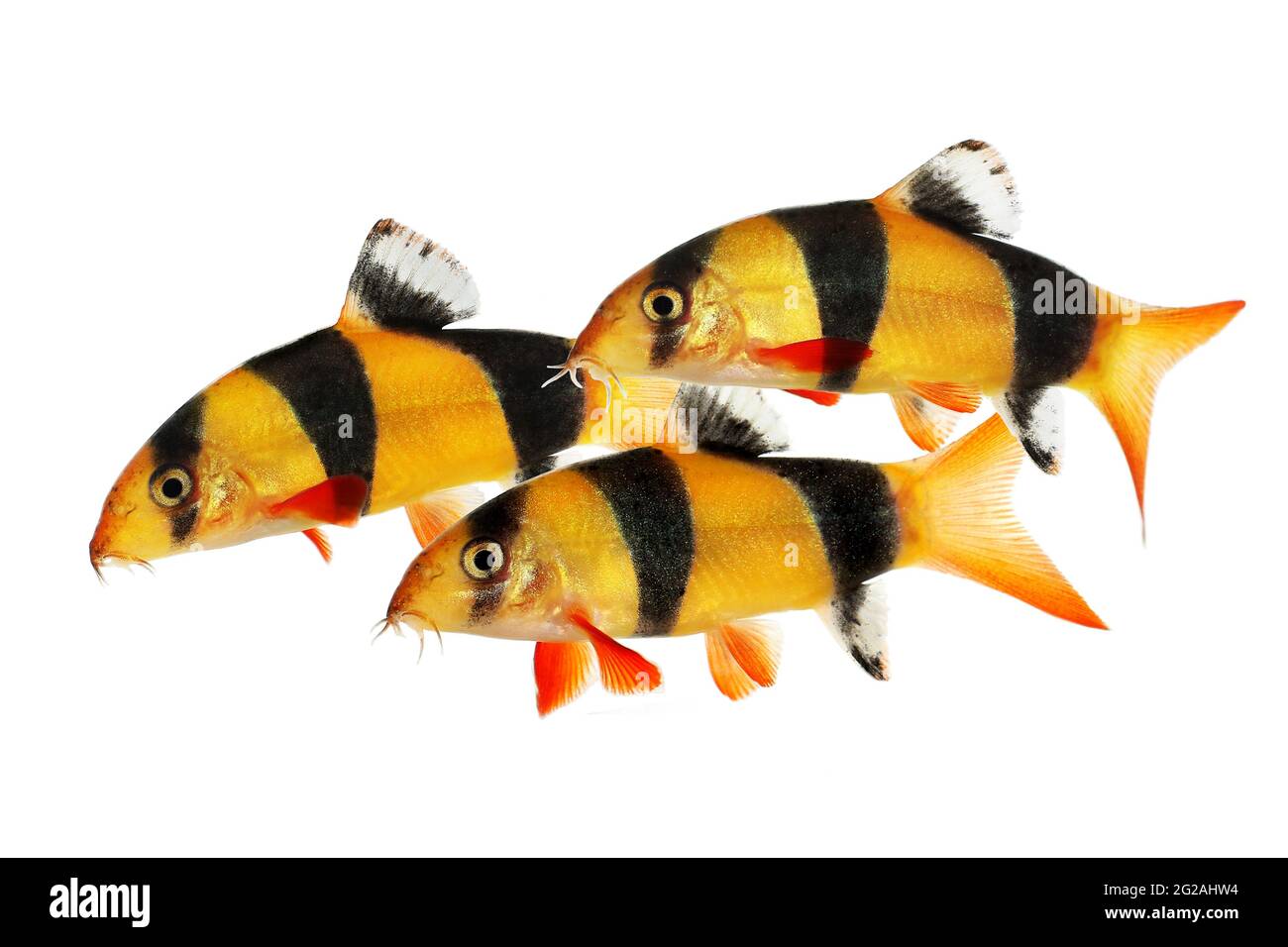 Clown loach tiger botia catfish Botia macracanthus aquarium fish Stock ...