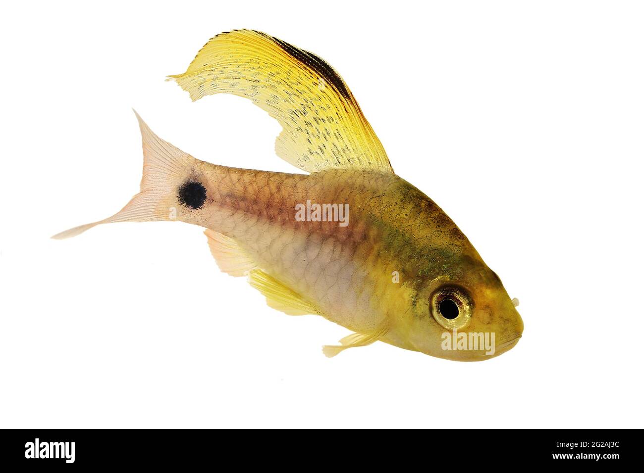 Drape finned barb Aquarium Fish Oreichthys crenuchoides neon highfin ...