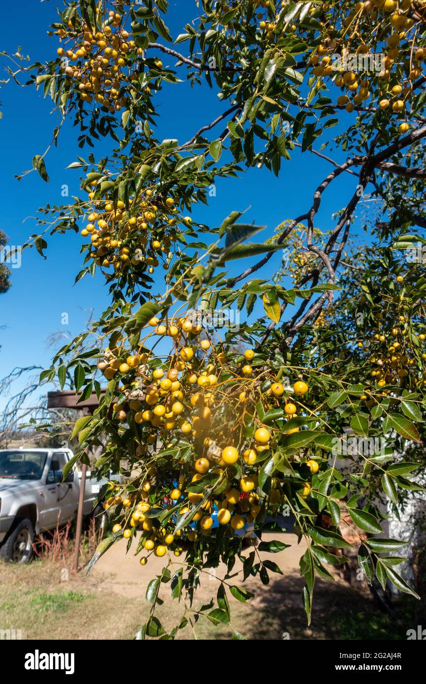 White cedar tree seeds (Melia azedarach Stock Photo - Alamy