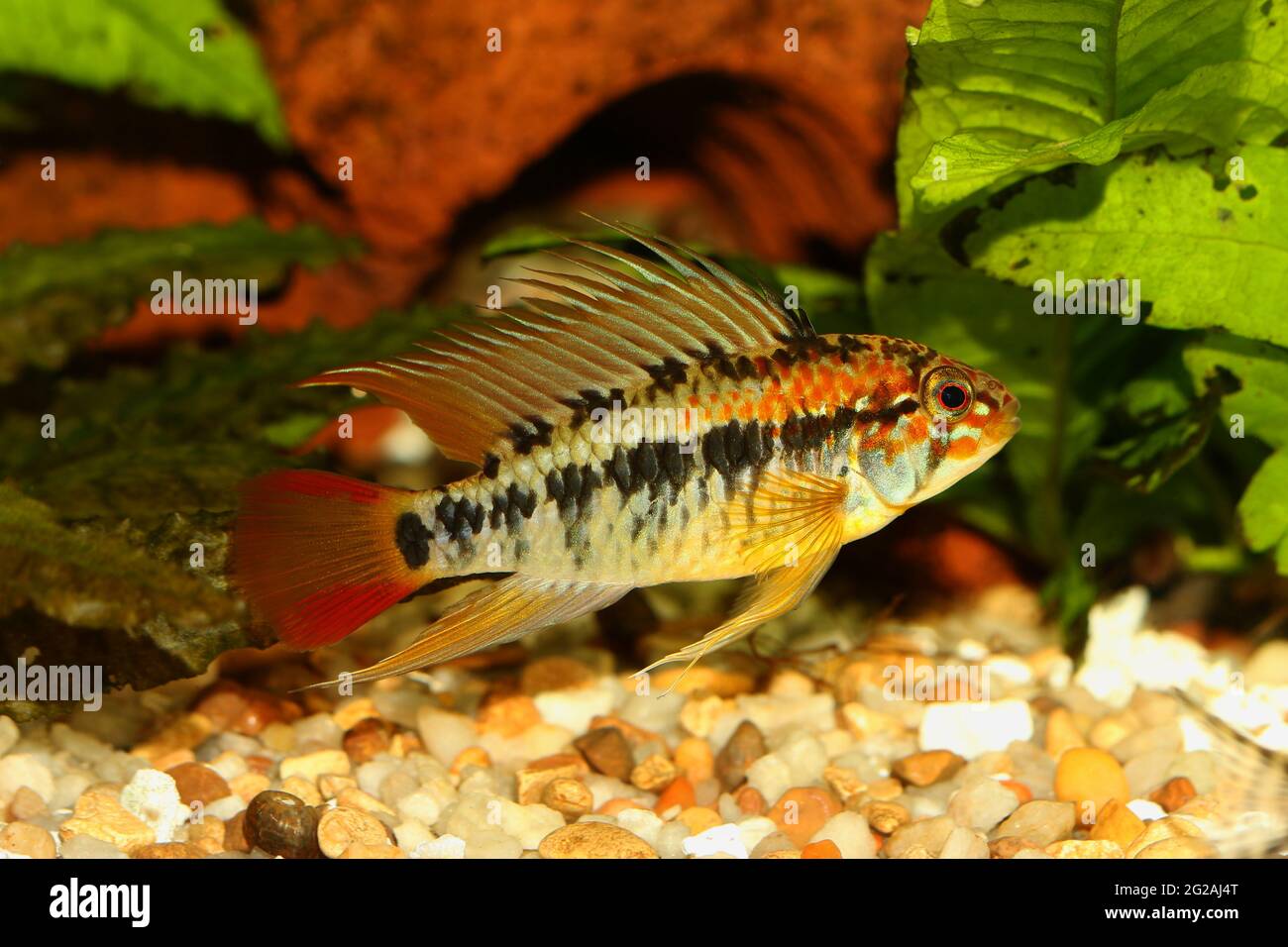 Dwarf cichlid apistogramma macmasteri Aquarium fish fresh water Stock ...