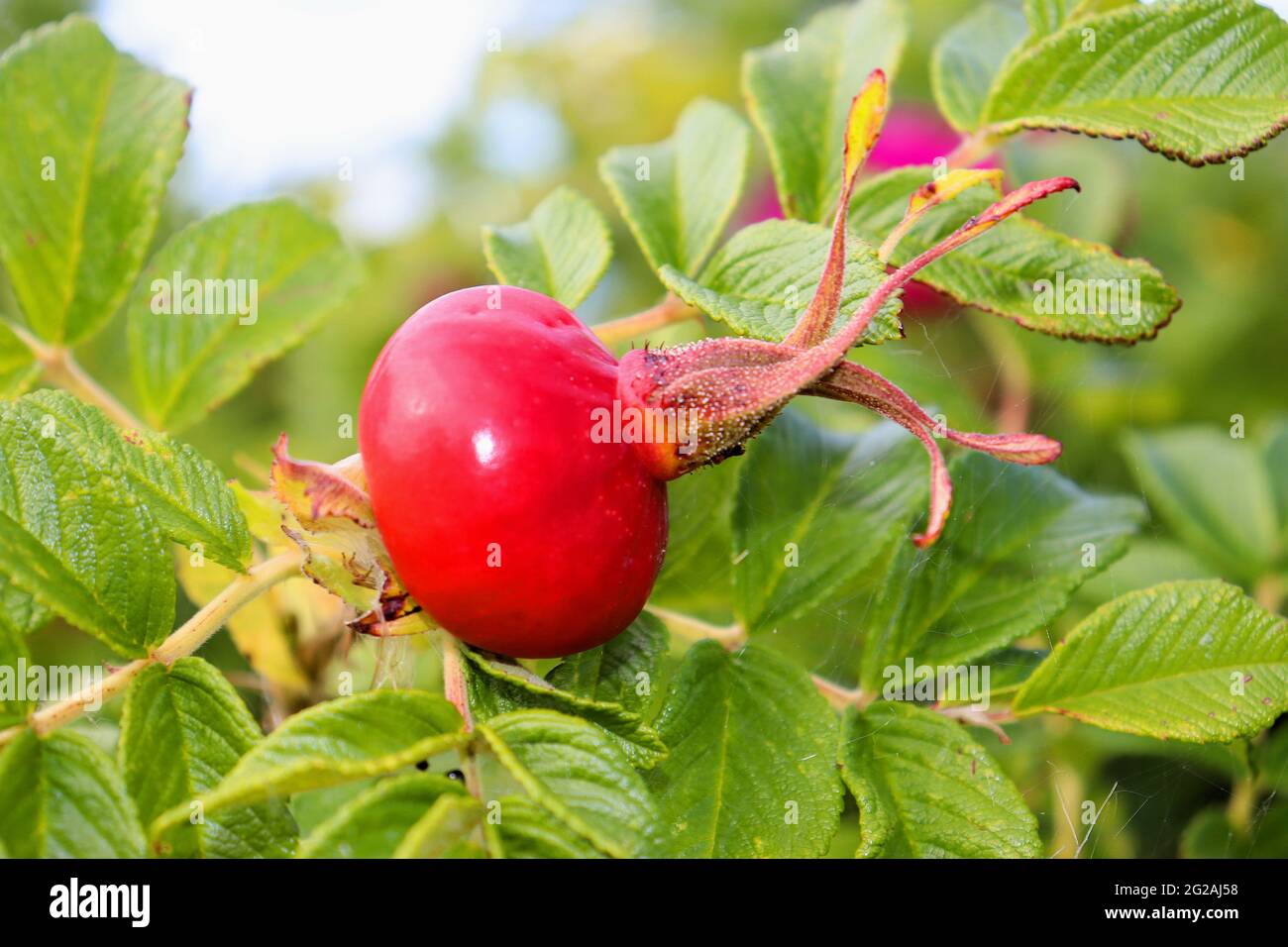 Rosehip blooms red fruits and pink flowers, late summerBerries and ...
