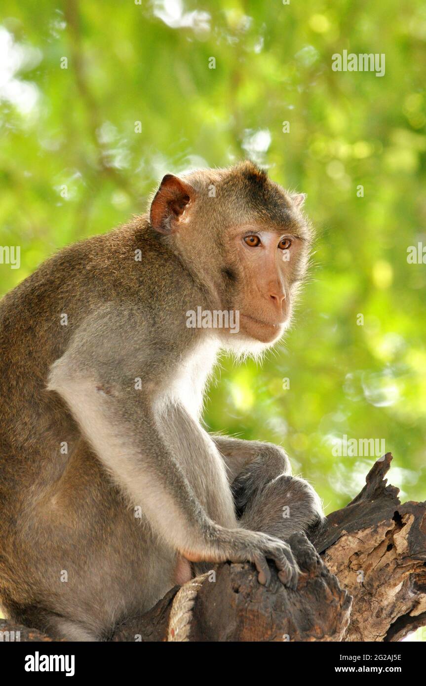 Monkey on the tree Stock Photo - Alamy