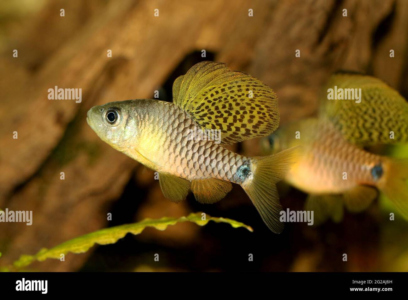 White finned tetra hi-res stock photography and images - Alamy