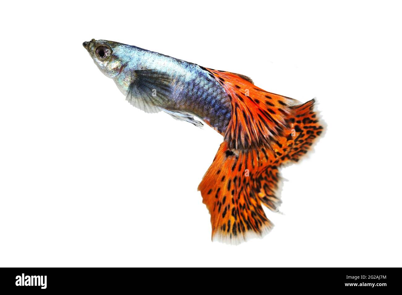 Guppy Poecilia reticulata colorful rainbow tropical aquarium fish Stock ...