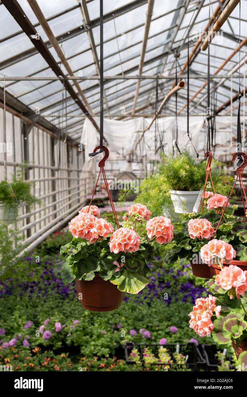 Growth of geranium in modern greenhouse: beautiful pink flower in pot ...