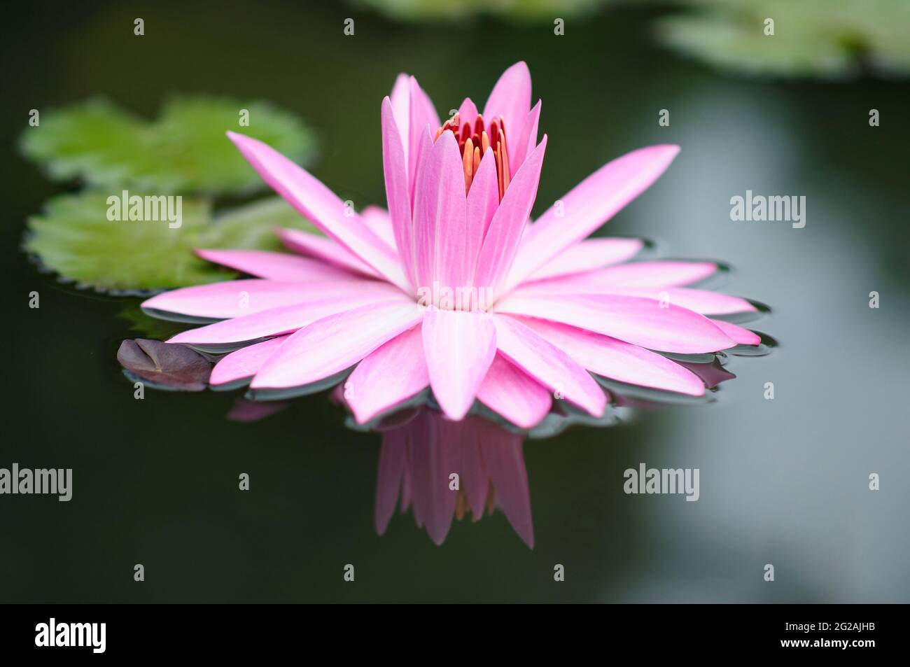 Pink Water Lily (with reflection Stock Photo - Alamy
