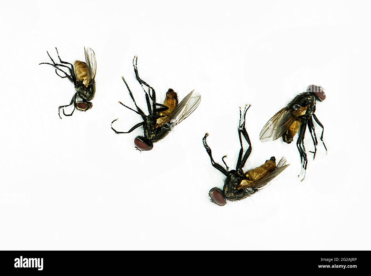 Dead fly isolated on white background.Animal fly collections. Fly dead ...