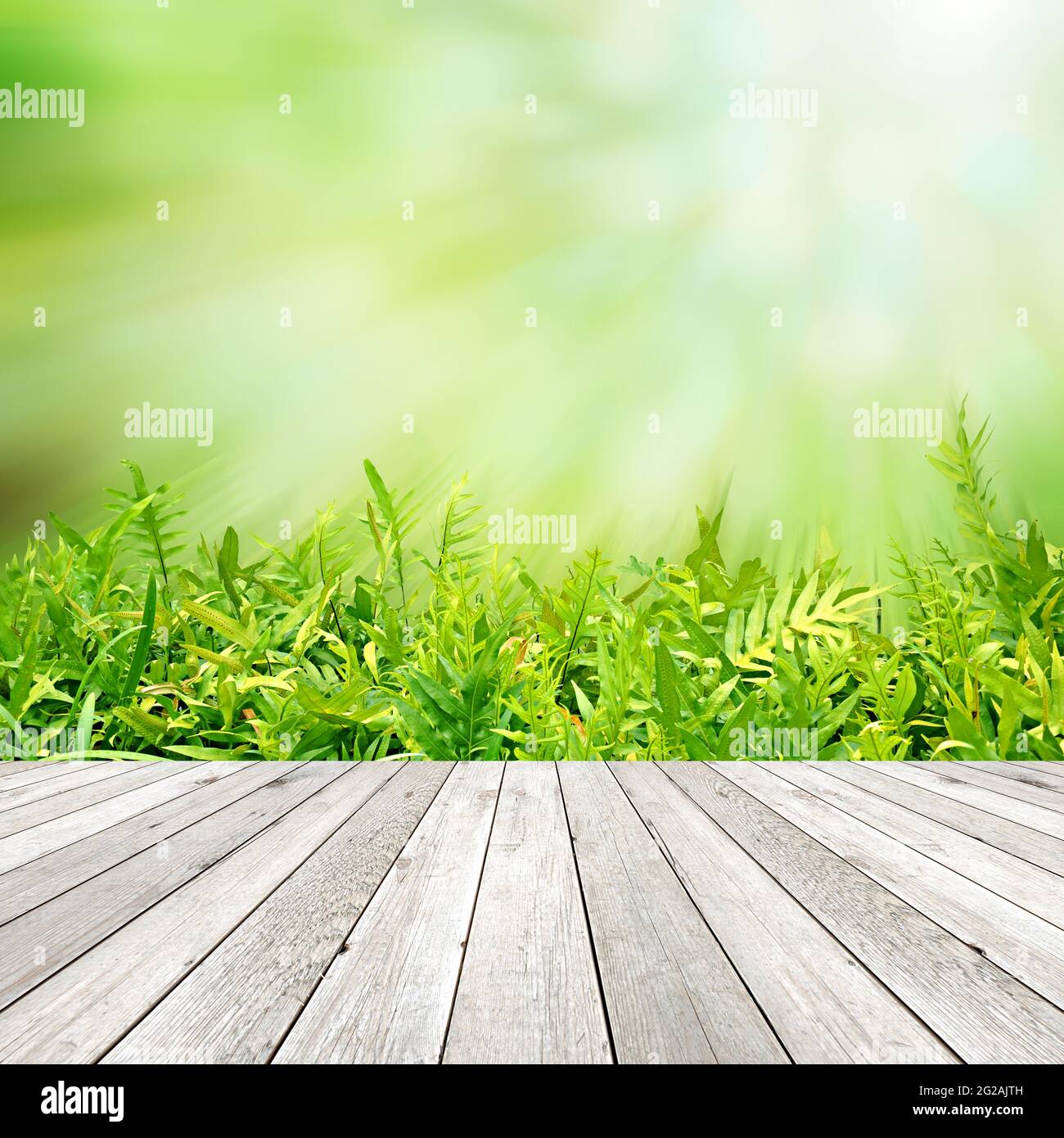Wooden deck and fern leaves on green abstract background Stock Photo ...