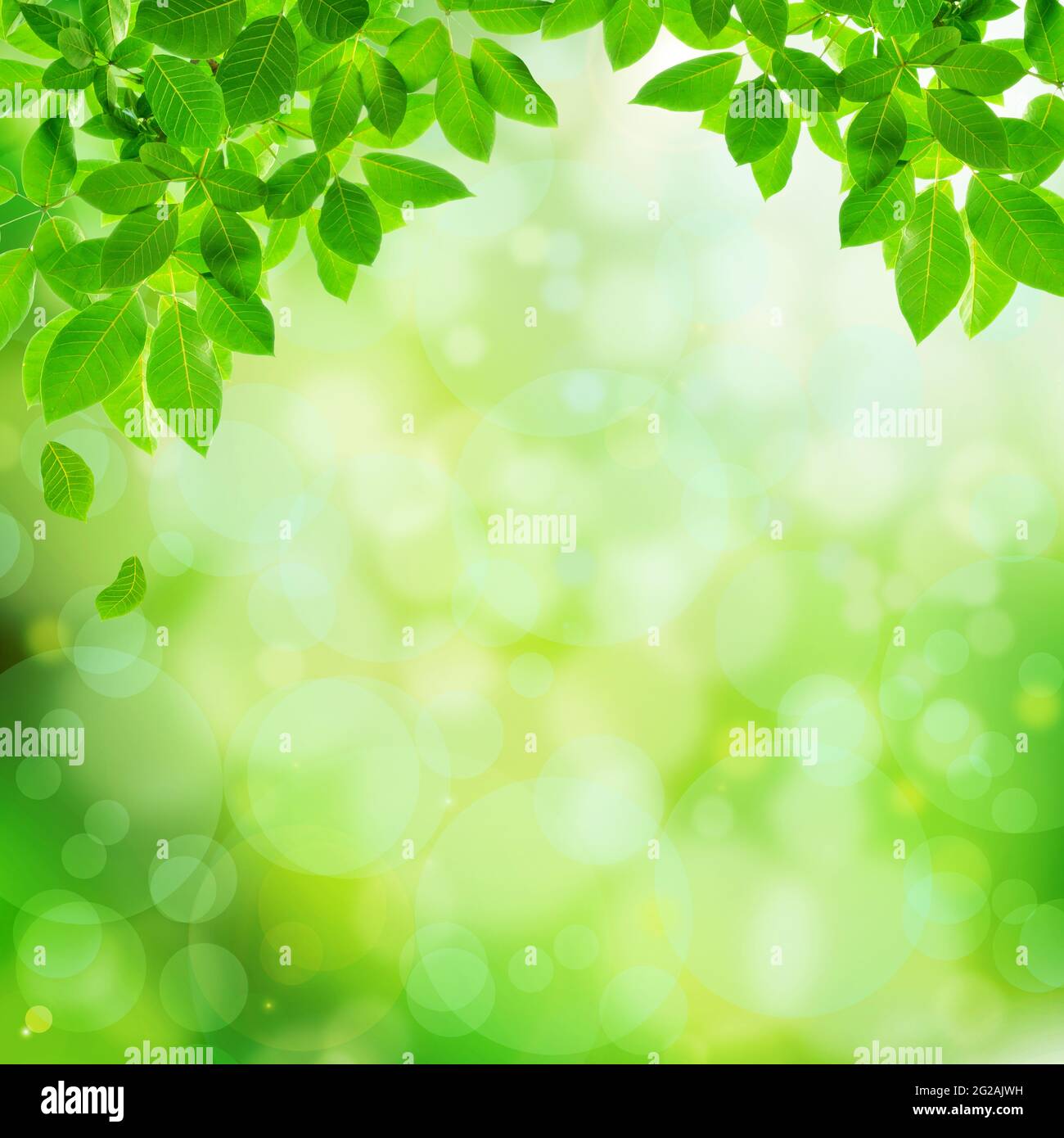 Green leaves on bokeh abstract background - border design Stock Photo - Alamy