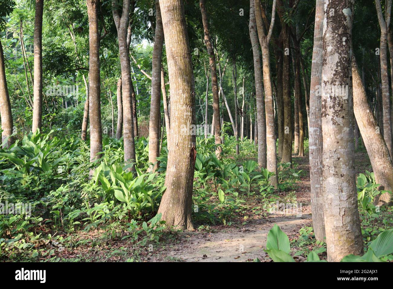tree farm for harvest and business and nature Stock Photo - Alamy