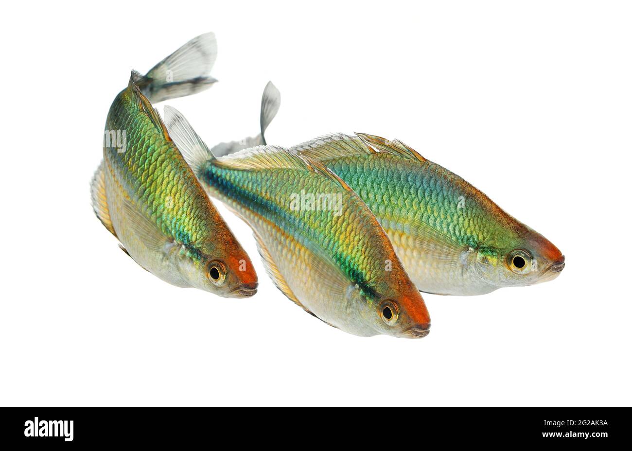 Lacustris melanotaenia hi-res stock photography and images - Alamy