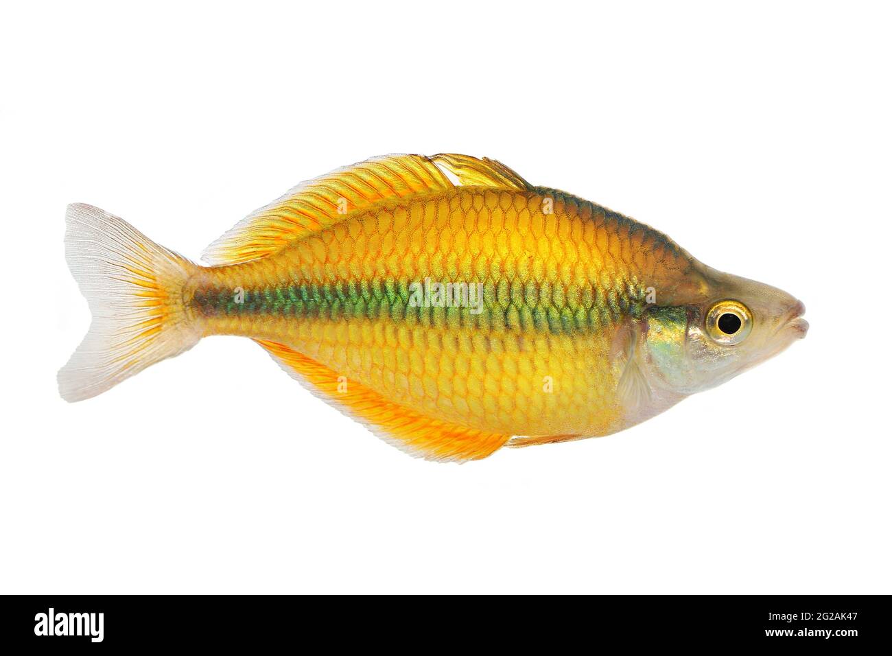 Yellow Rainbow Fish