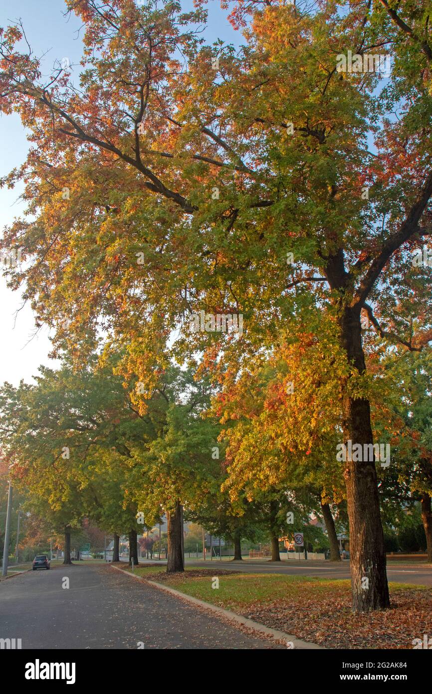 Autumn in Myrtleford Stock Photo - Alamy