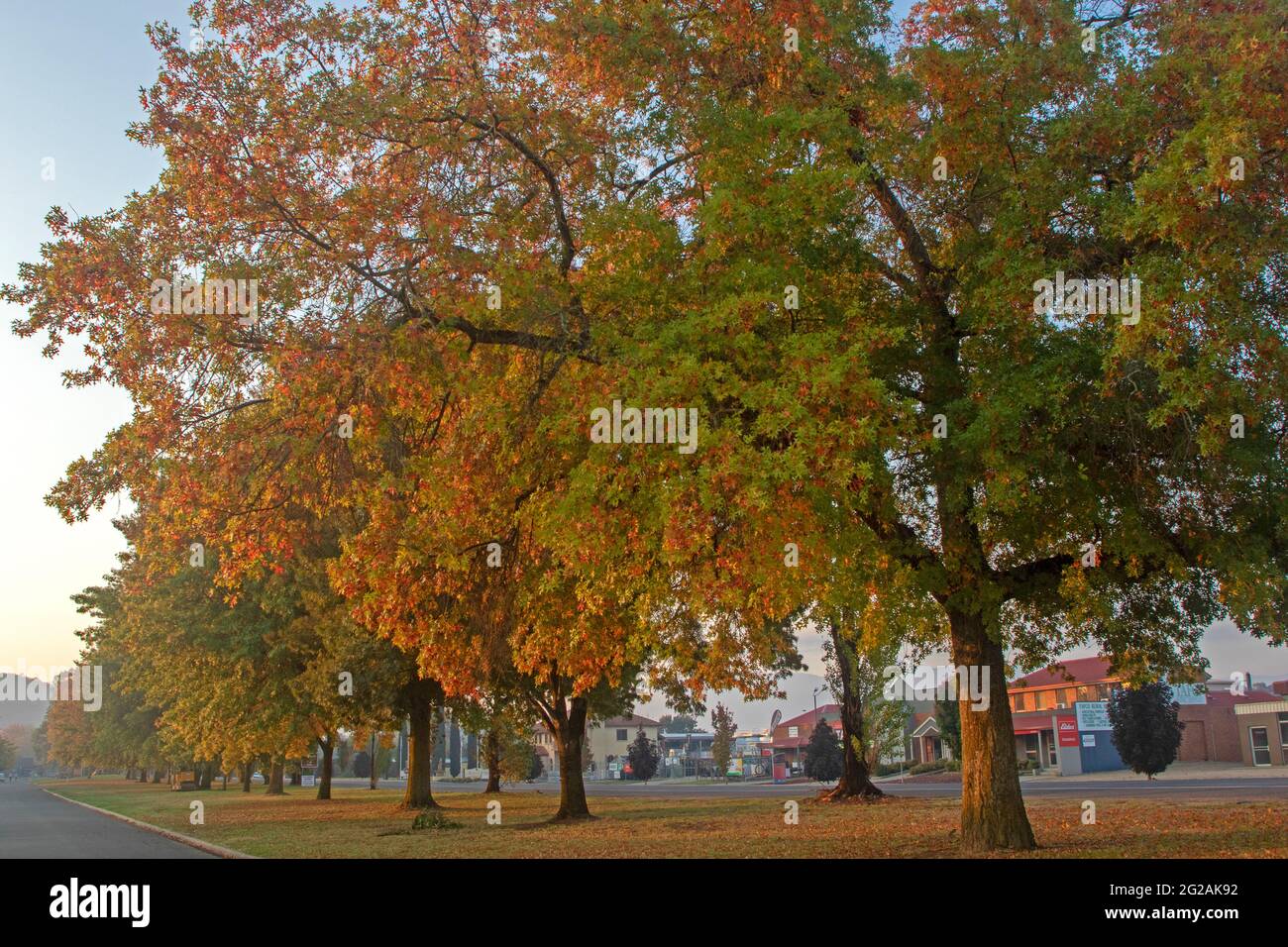 Autumn in Myrtleford Stock Photo - Alamy