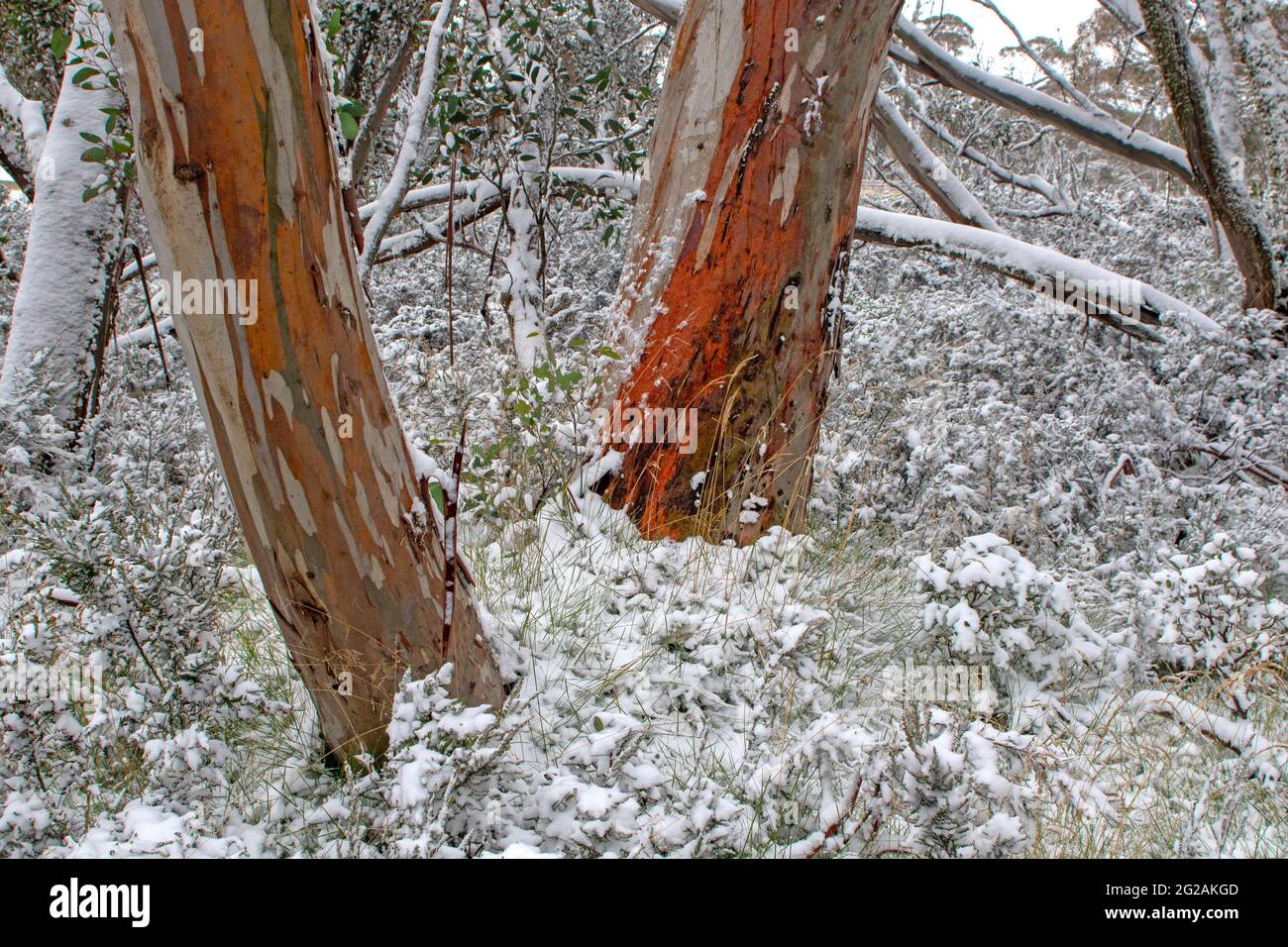 Snow gums on Mount Hotham Stock Photo - Alamy