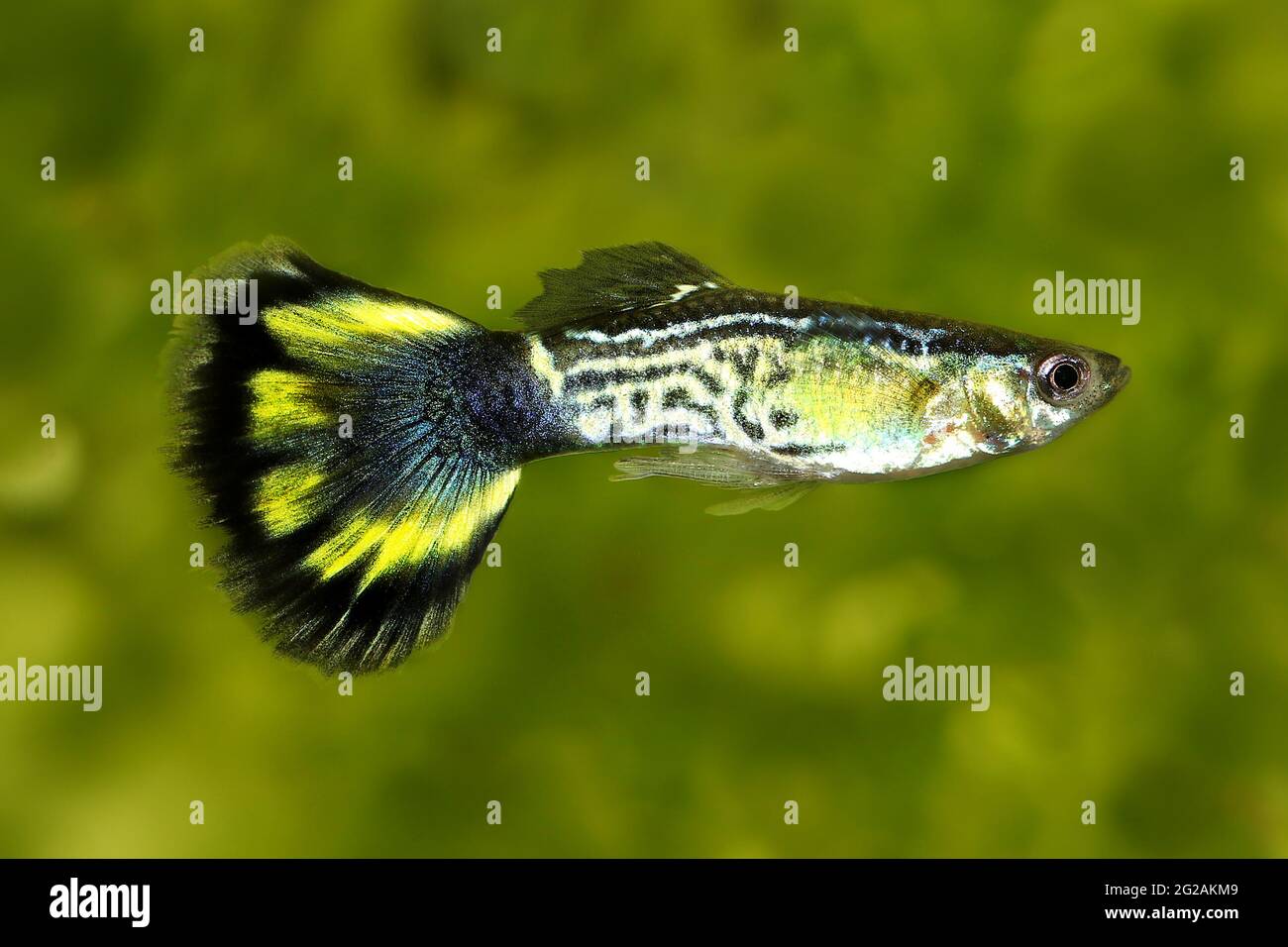 Cobra Guppy fish aquarium fish Poecilia reticulata colorful rainbow ...