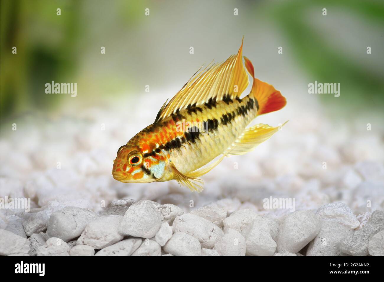 Dwarf cichlid apistogramma macmasteri Aquarium fish fresh water Stock ...