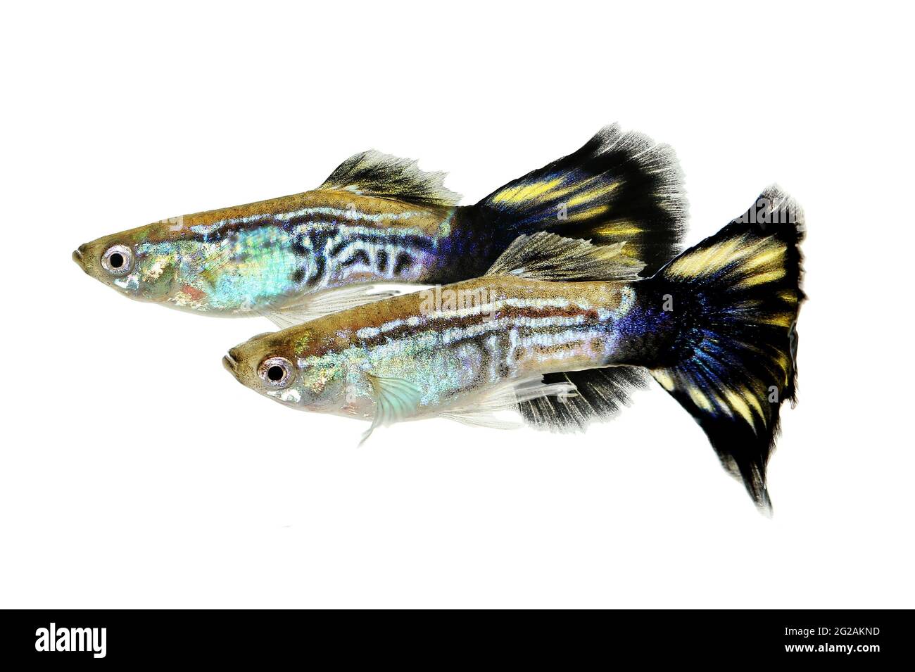 Cobra Guppy fish aquarium fish Poecilia reticulata colorful rainbow ...