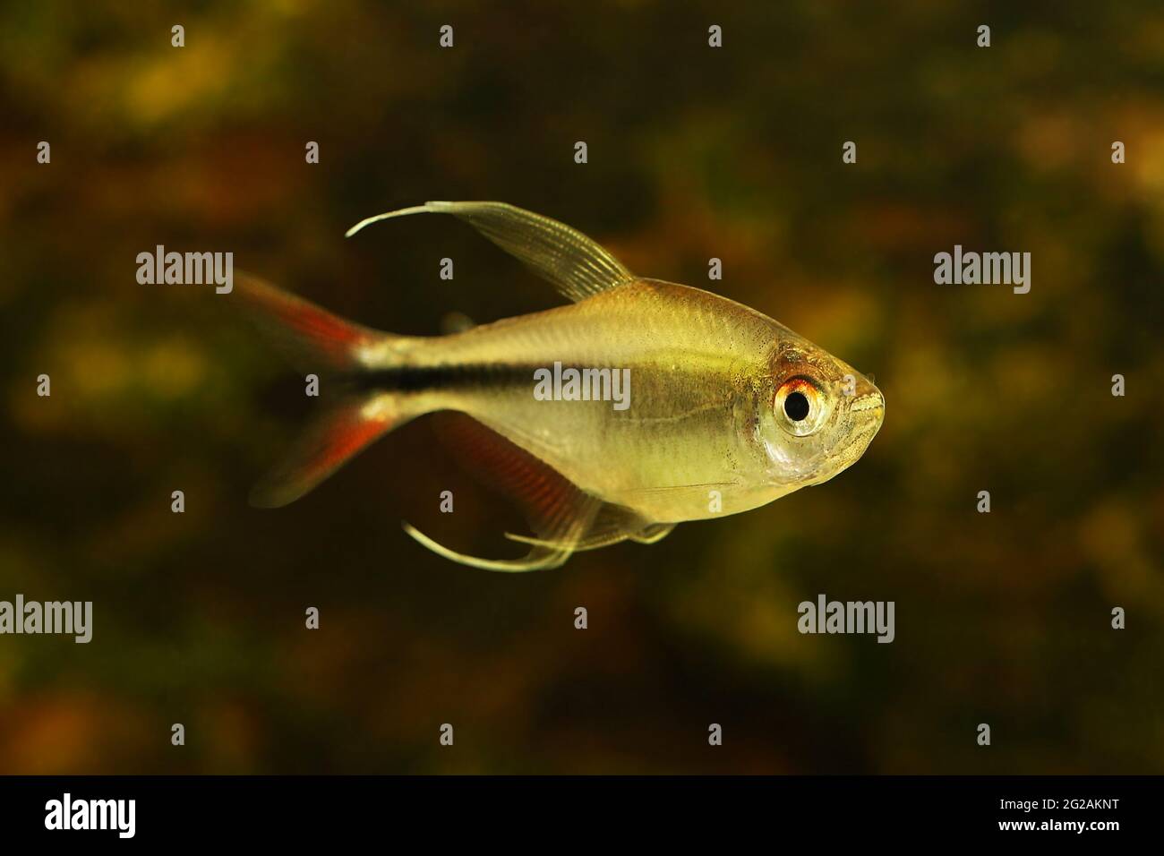 Phoenix Tetra Aquarium Fish Hemigrammus filamentosus Stock Photo - Alamy