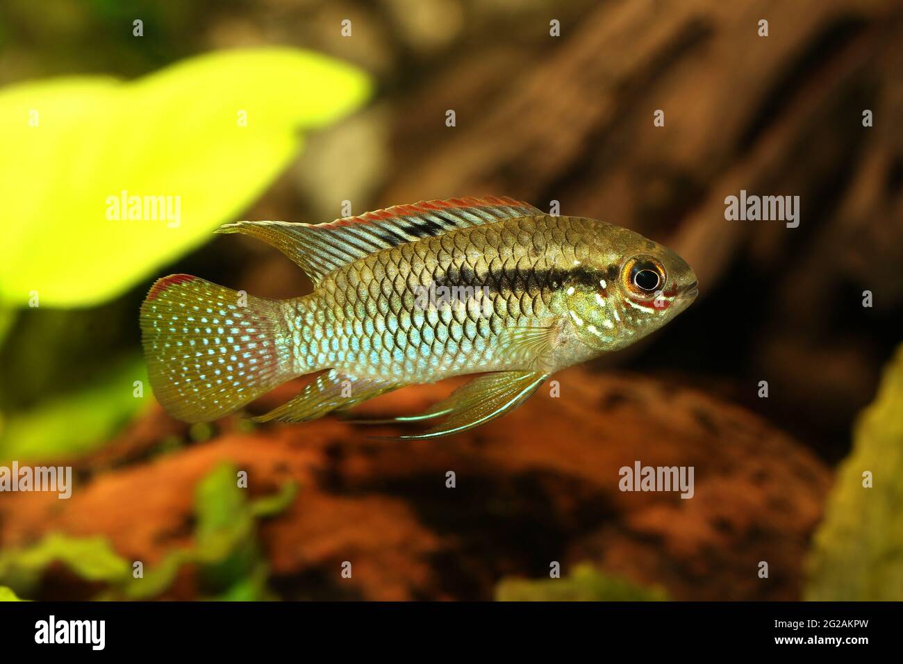 Acara hi-res stock photography and images - Alamy