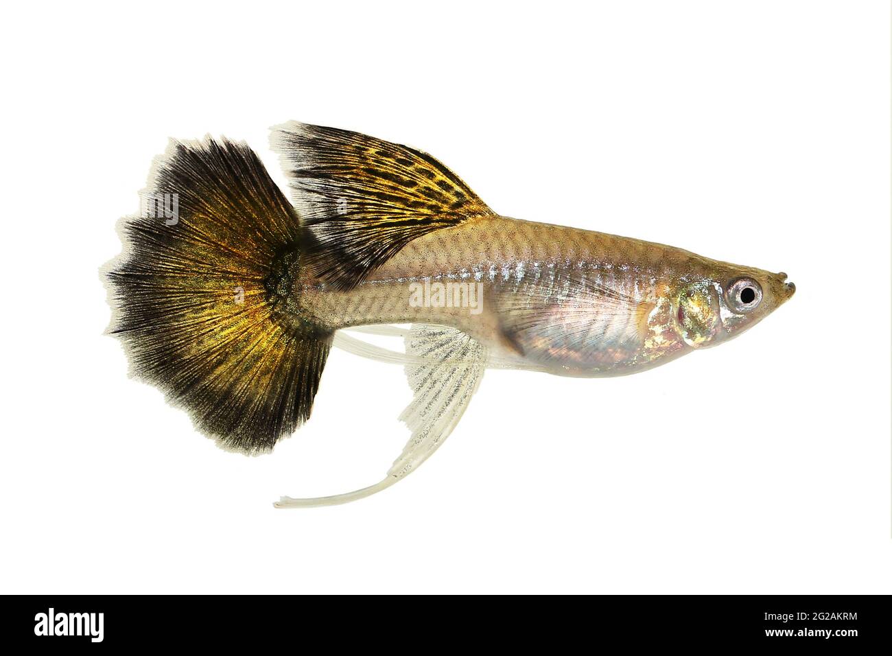 Fancy Blue Guppy fish aquarium fish Male Poecilia reticulata colorful ...