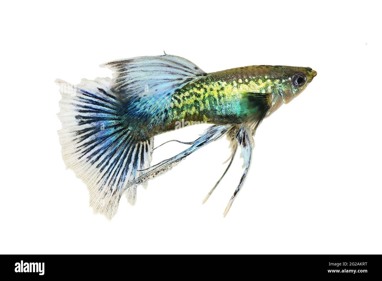 Fancy Blue Guppy fish aquarium fish Male Poecilia reticulata colorful ...