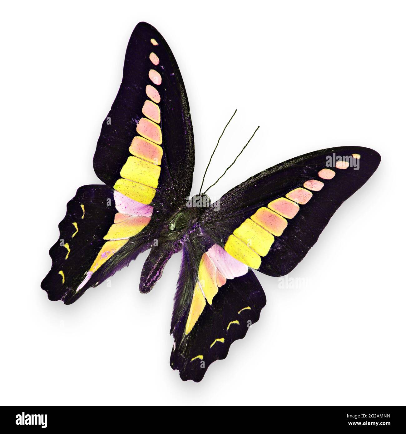 Beautiful butterfly flying Stock Photo - Alamy