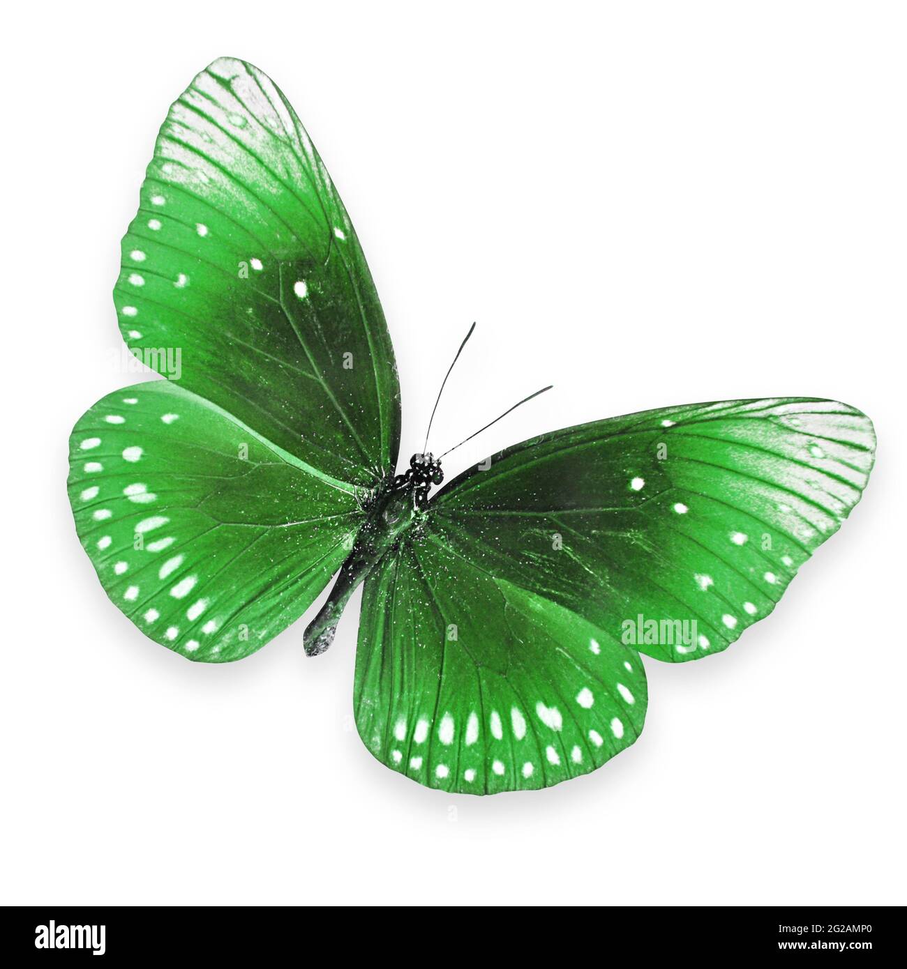Green butterfly flying Stock Photo - Alamy