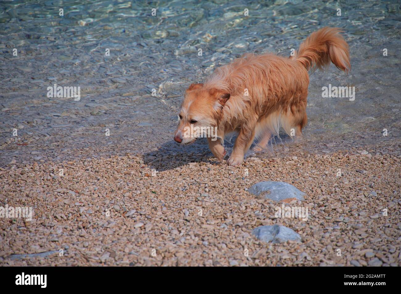 Small brown dog coming out of the sea on a beach Stock Photo - Alamy