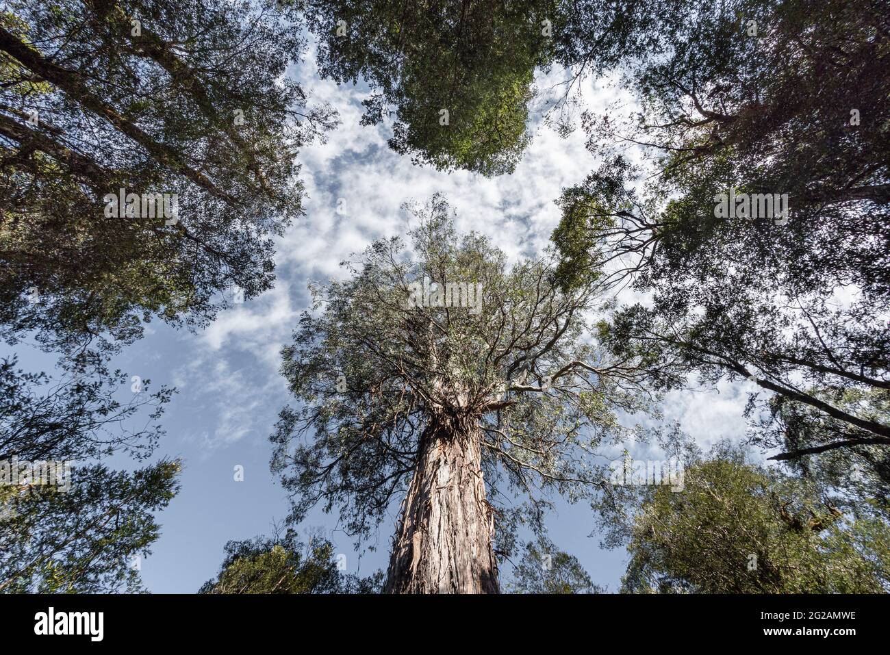 Australian mountain ash forest hi-res stock photography and images - Alamy