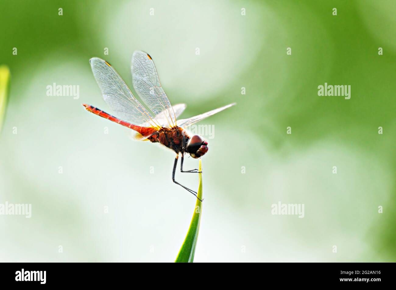 Animal dragonfly hi-res stock photography and images - Alamy