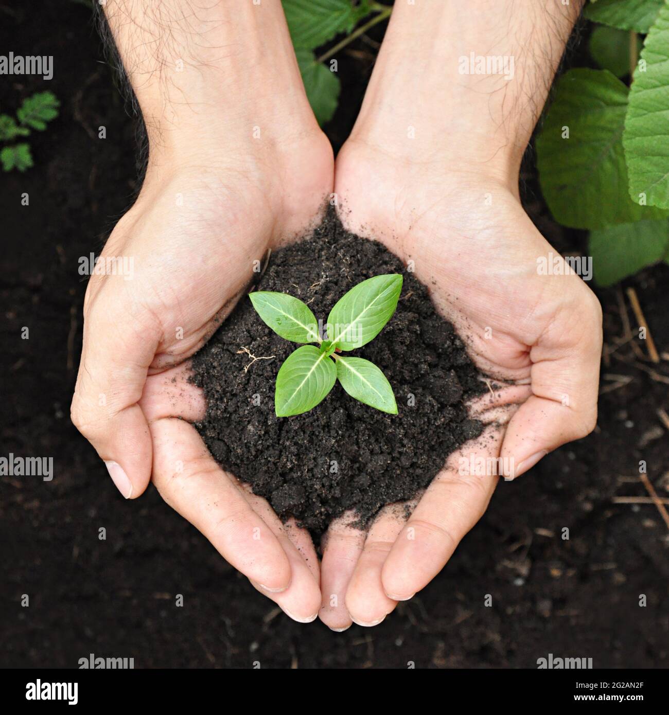 Hands holding young plant with soil Stock Photo - Alamy