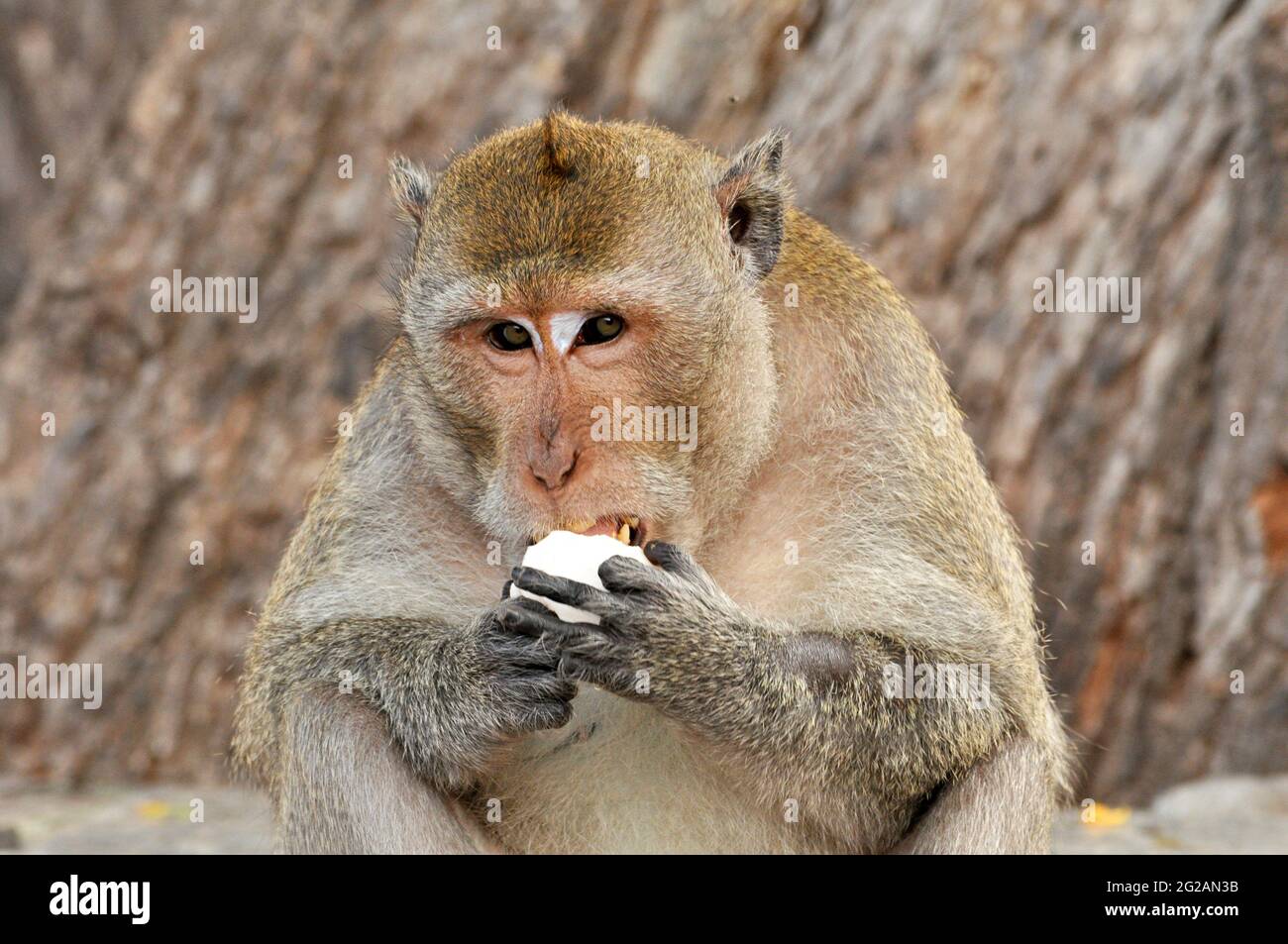 Macaque monkey eating food Stock Photo - Alamy