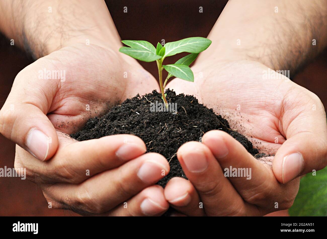Hand holding young plant with soil Stock Photo - Alamy