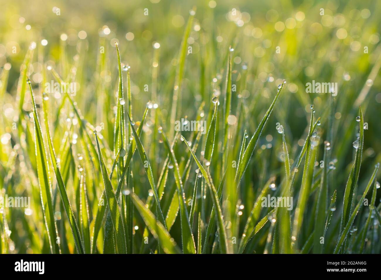 Abstract sunny spring background with grass hi-res stock photography ...