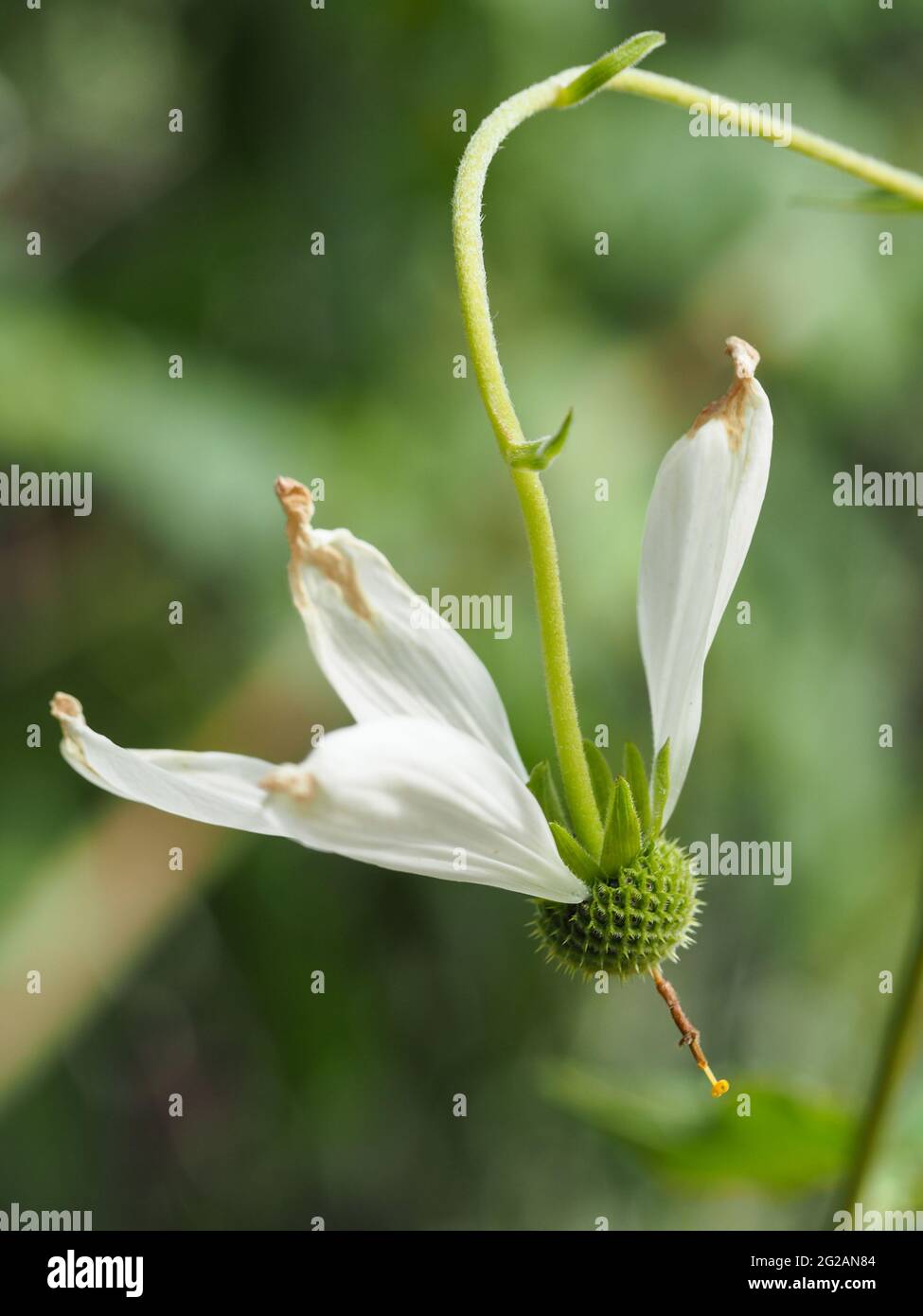 A white Tree Daisy flower hanging upside down, missing some petals and ...