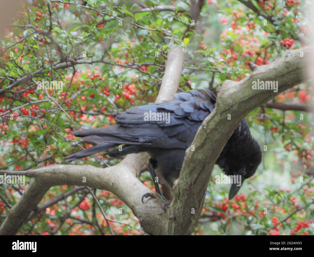 Raven with berries hi-res stock photography and images - Alamy
