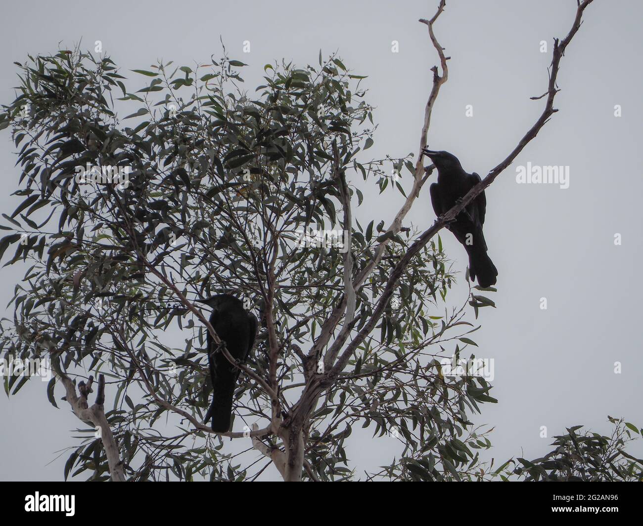 Crows perching in a tree hi-res stock photography and images - Alamy