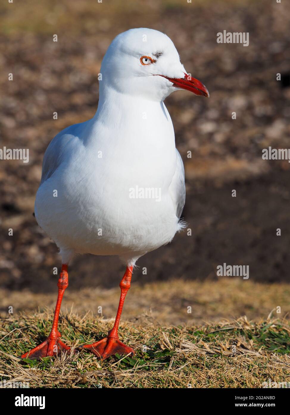 Seagull Feet High Resolution Stock Photography and Images - Alamy