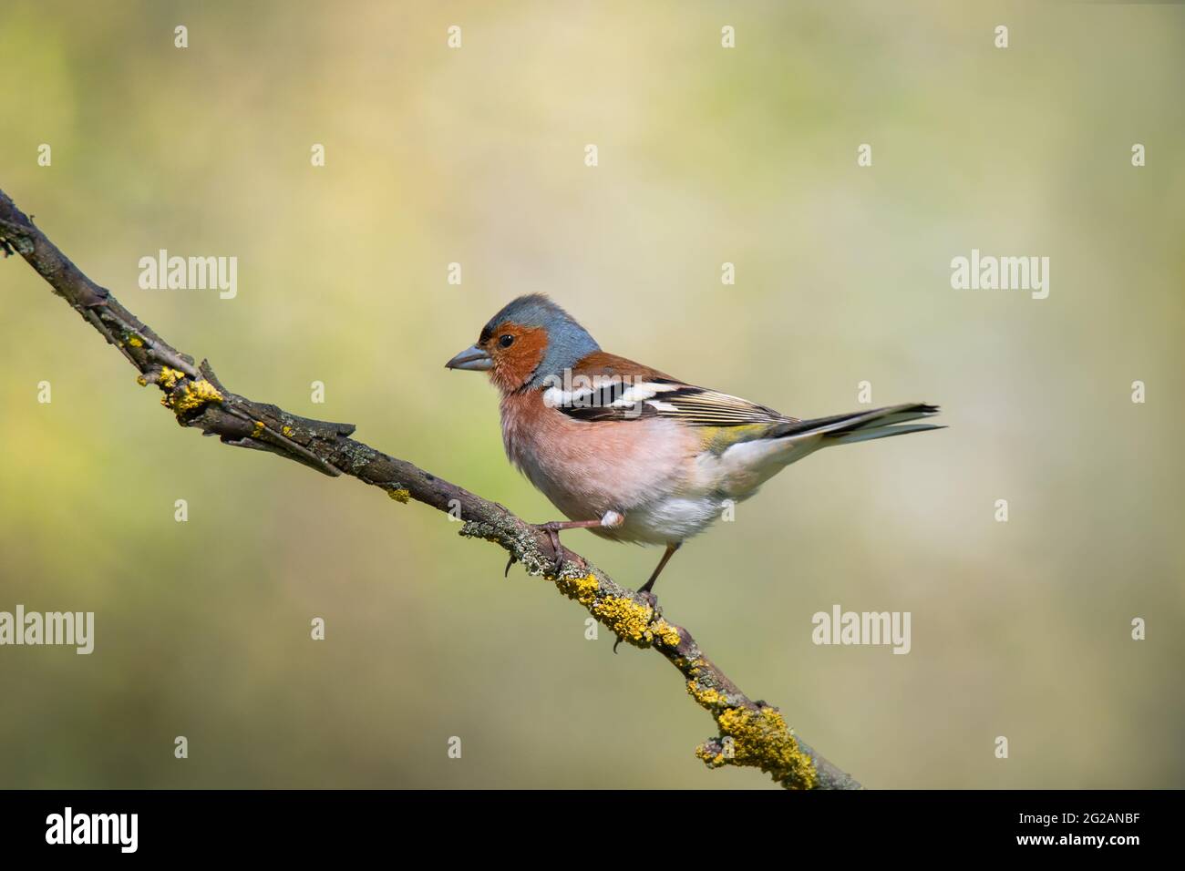 Single common chaffinch bird (Emberiza calandra) sitting on tree branch ...