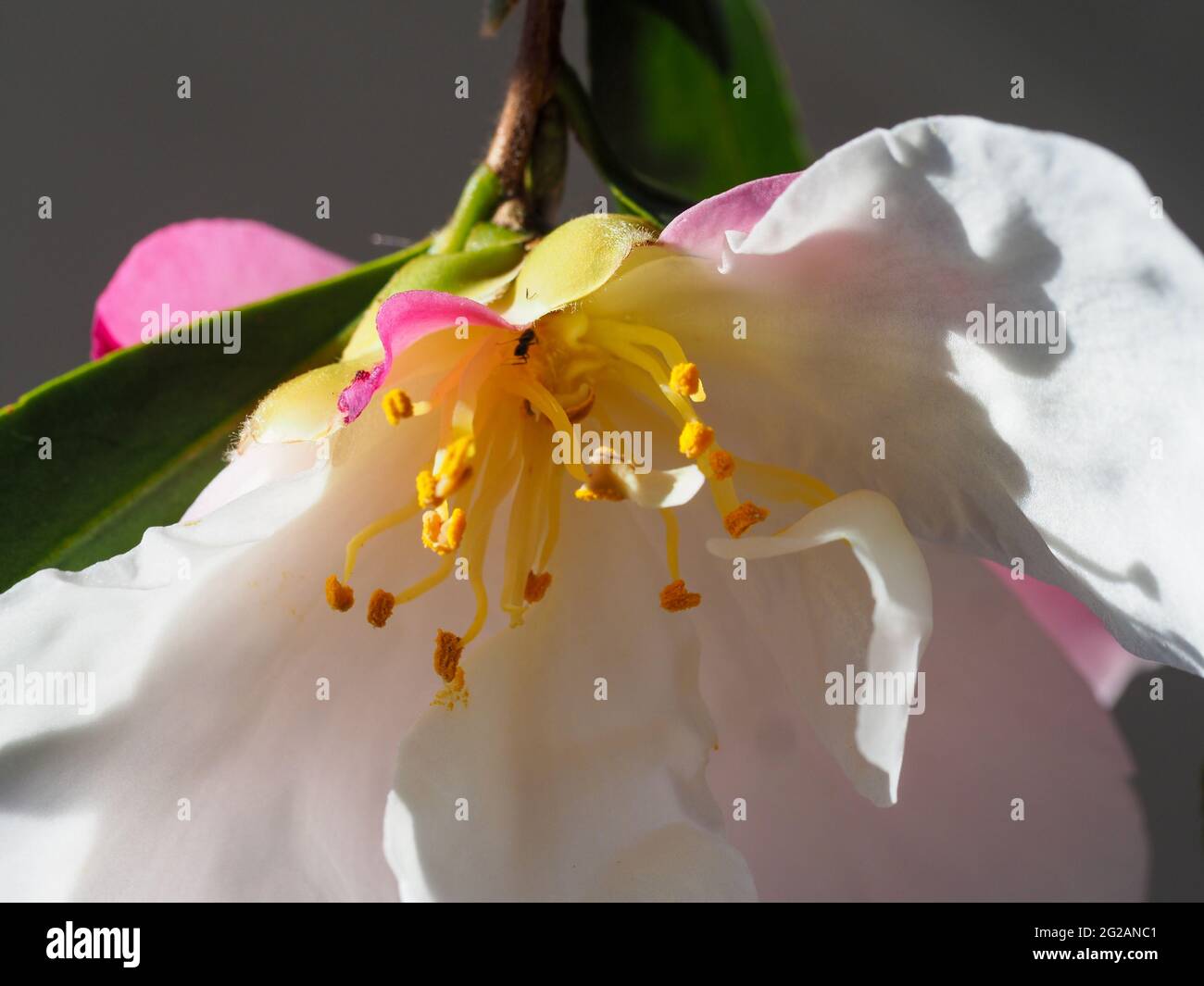 Paradise blush camellia hi-res stock photography and images - Alamy