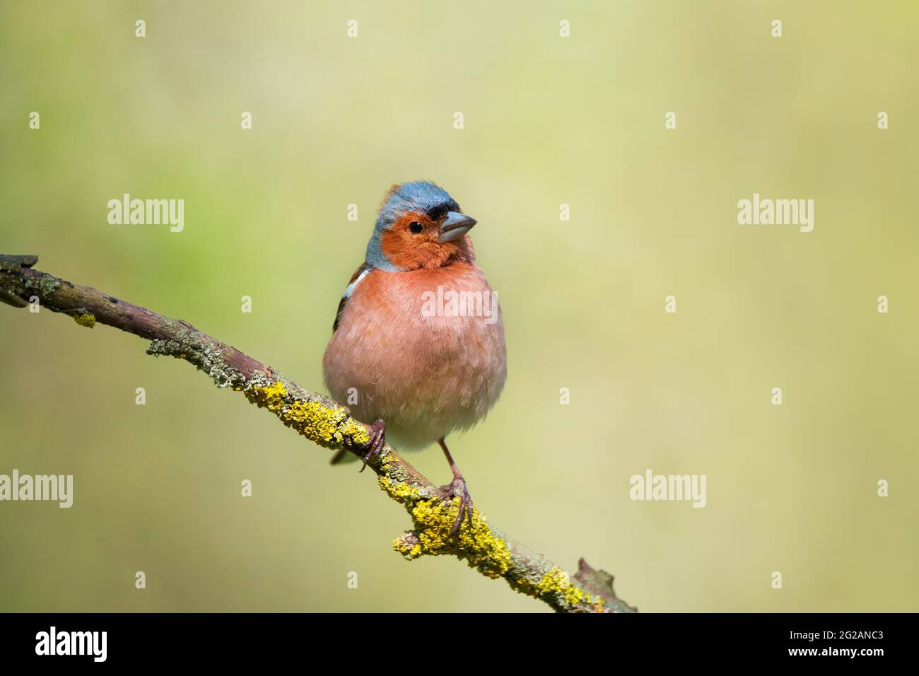 Single common chaffinch bird (Emberiza calandra) sitting on tree branch ...