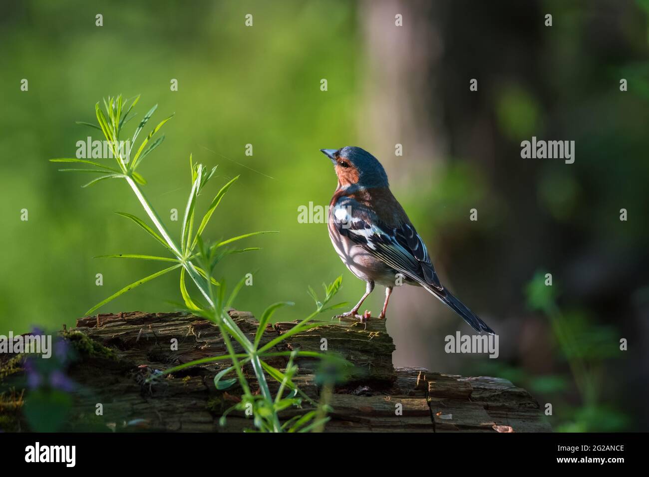 Single common chaffinch bird (Emberiza calandra) sitting on tree trunk ...