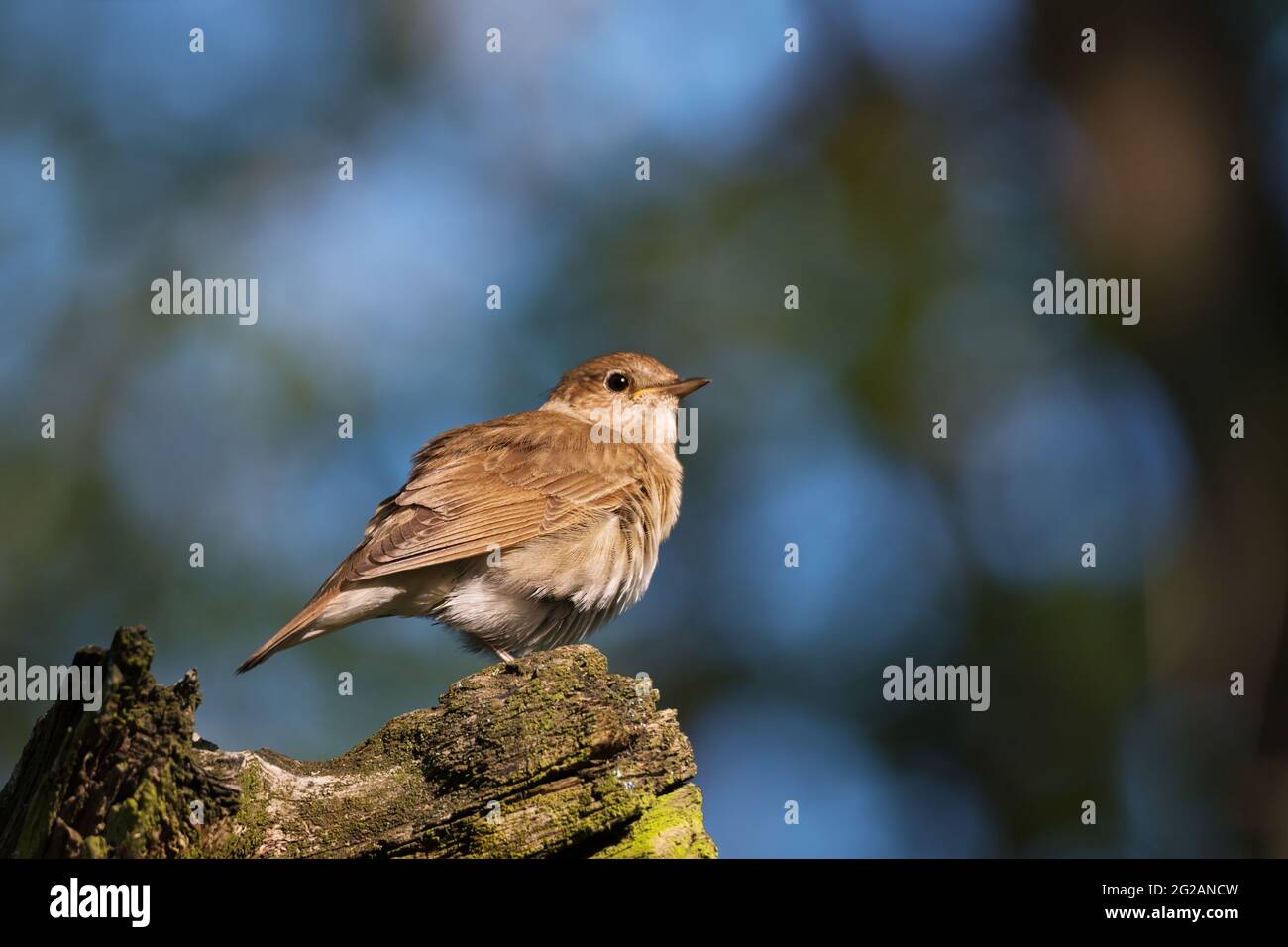 Single common nightingale bird (Luscinia megarhynchos) sitting on tree ...
